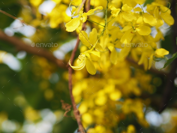 Cassia fistula, Golden Shower Tree yellow flower blooming beautiful bouquet in garden blurred ...